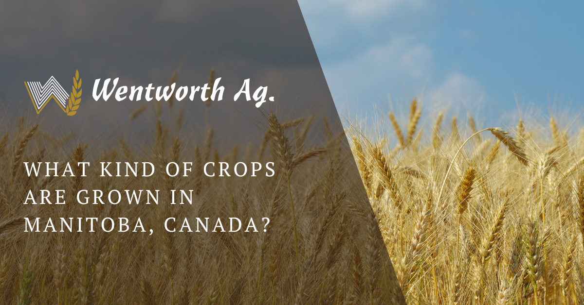 What Kind of Crops are Grown in Manitoba, Canada?